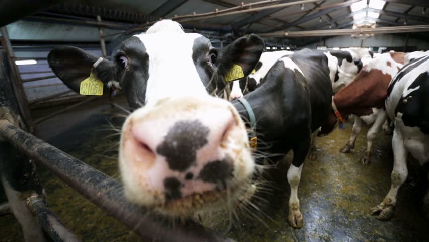 extreme closeup curious dairy cow sniffing Stock Footage Video (100% ...