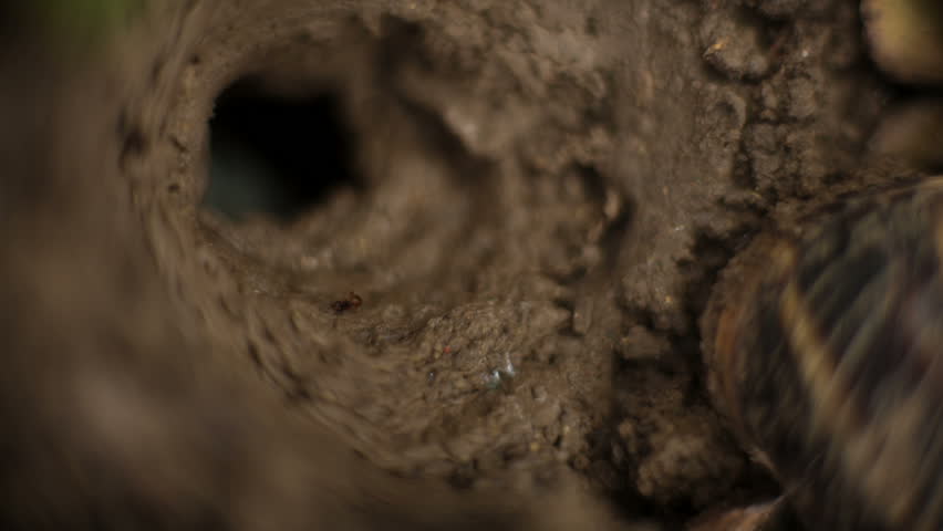 snail's nest white eggs snail putting Stock Footage Video (100% Royalty ...