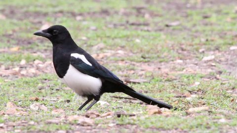 Magpie Bird Close Shot Magpie Bird Stock Footage Video (100% Royalty ...