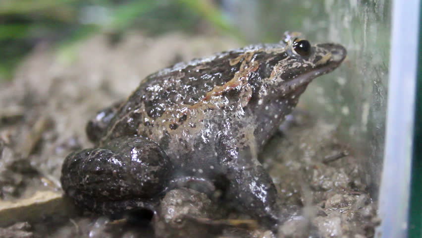 inflatable toad puffing swelling neck near Stock Footage Video (100% ...