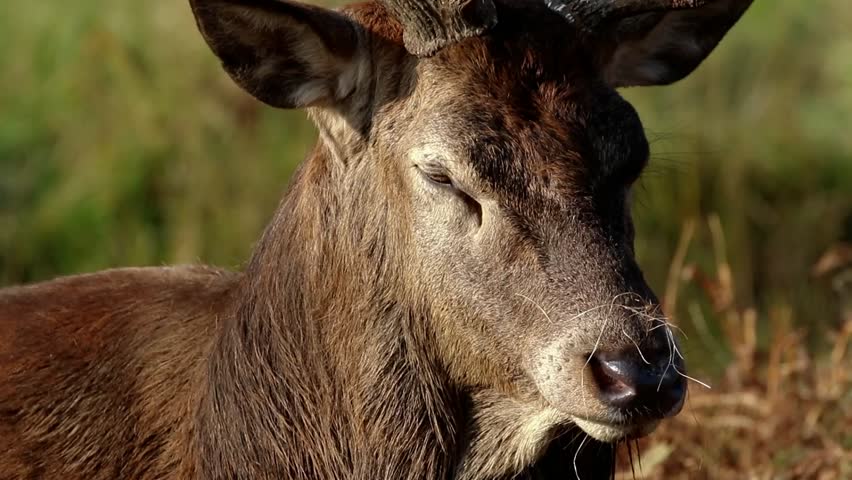red deer stag head close up Stock Footage Video (100% Royalty-free ...