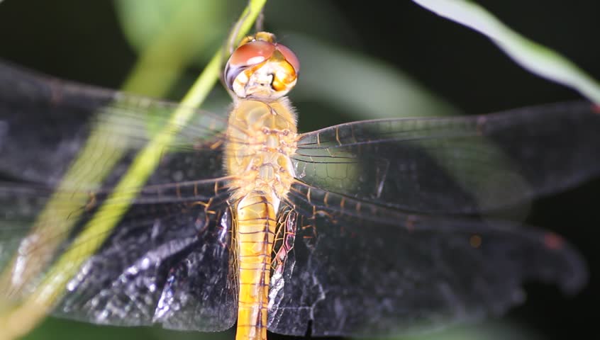 Dragonfly Night Stock Footage Video (100% Royalty-free) 12486143 ...