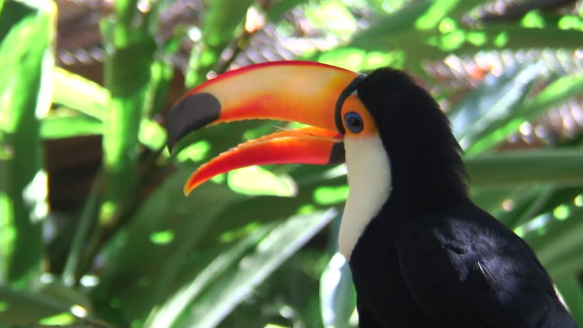 hd 1080i colorful toucan sitting on Stock Footage Video (100% Royalty ...