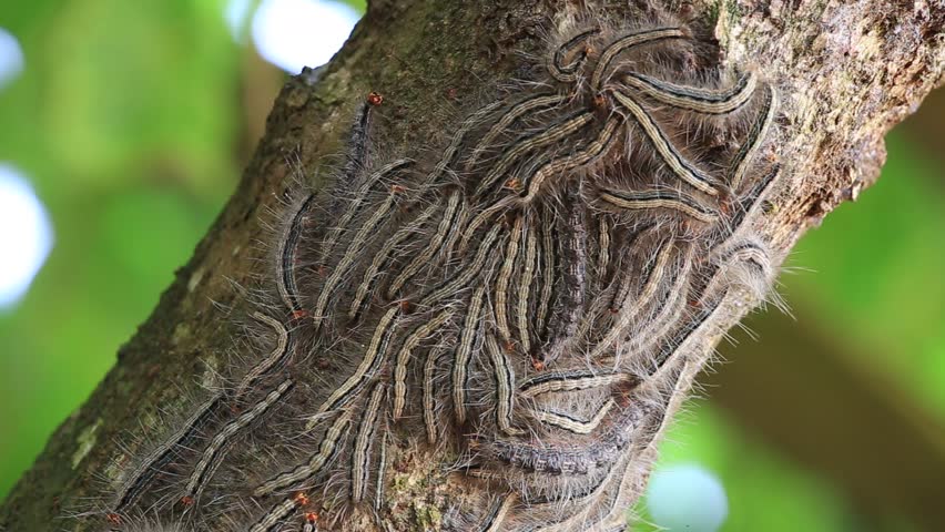 OAK-WORMS Footage, Videos and Clips in HD and 4K - Avopix.com