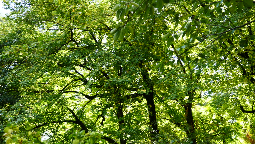 maple seeds helicopters falling tree slow Stock Footage Video (100% ...