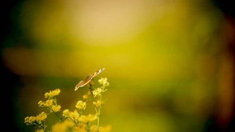 Cinemagraph Loop Butterfly Open Wings On Stock Footage Video (100% ...