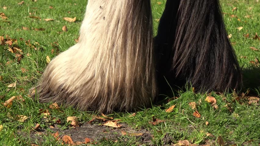 hoof shire horse Stock Footage Video (100% Royalty-free) 12538175 ...