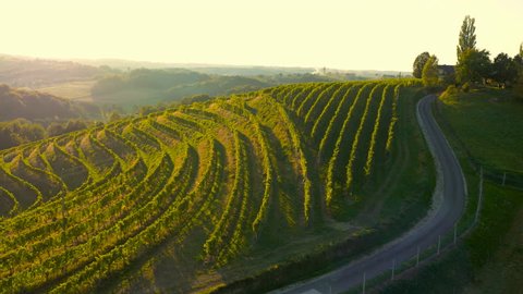 Aerial Passing Above Grapevine Lines On Stock Footage Video (100% ...