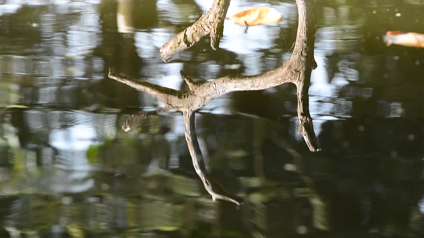 tree roots shadow Stock Footage Video (100% Royalty-free) 12549347 ...