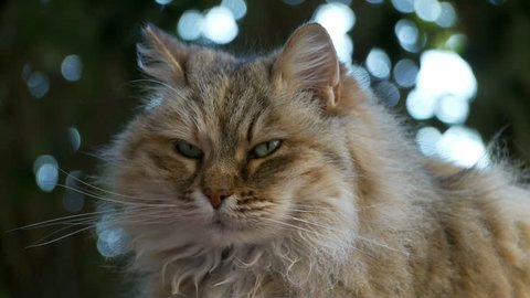 Scared Cat Runs Off Slow Motion Stock Footage Video (100% Royalty-free ...