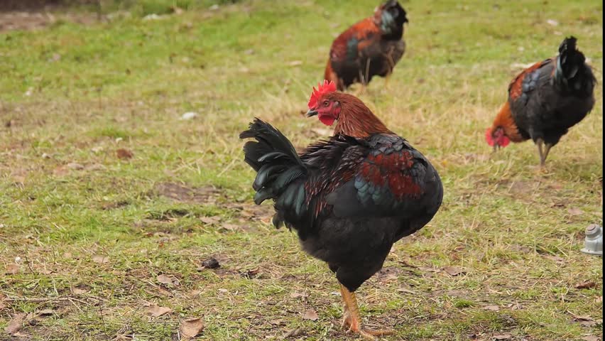 Beautiful Russian Chicken in the Stock Footage Video (100% Royalty-free ...