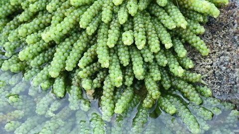 Closeup Caulerpa Racemosa Green Sea Grapes Stock Footage Video (100% ...