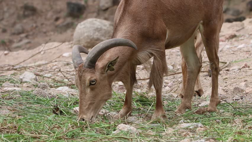 goats scientific name capra aegagrus hircus Stock Footage Video (100% ...