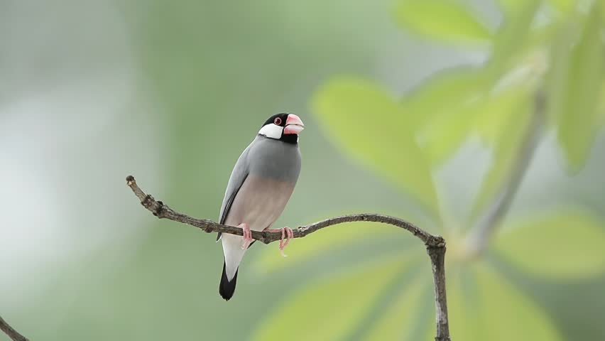 beautiful java sparrow bird Stock Footage Video (100% Royalty-free ...