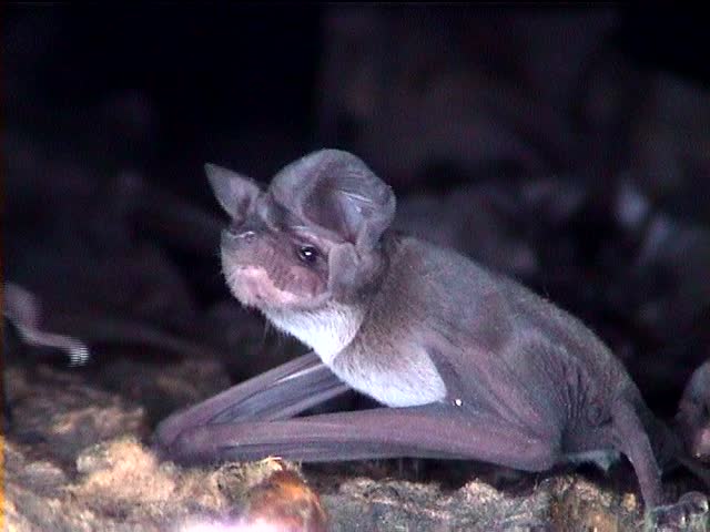 close-up wrinkled-lipped bats tadarida plicata thai Stock Footage Video ...