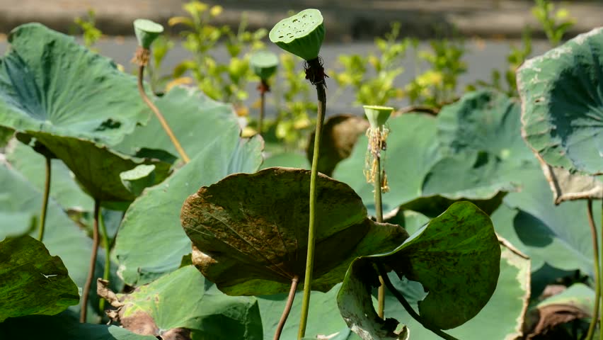 lotus flower plants Stock Footage Video (100% Royalty-free) 12575237 ...