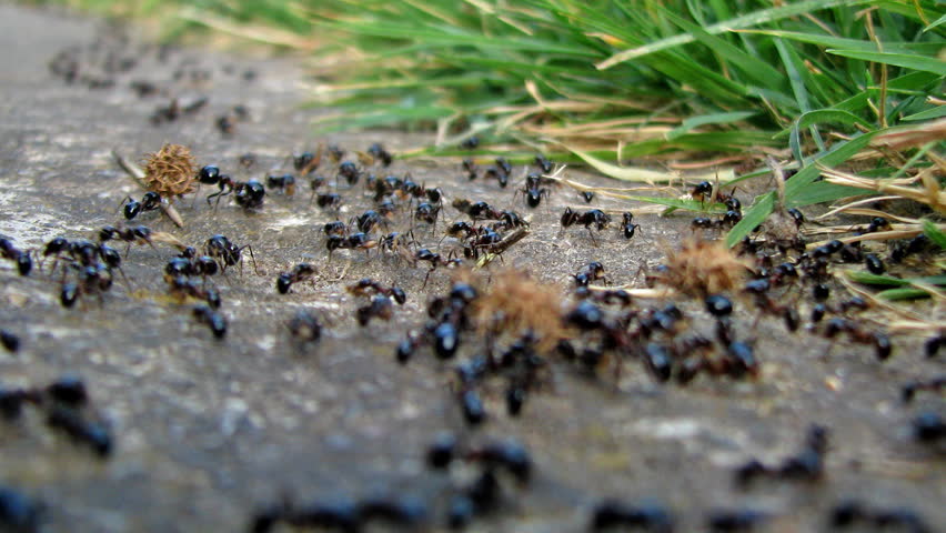 Ant Colony Working and Carrying Stock Footage Video (100% Royalty-free ...