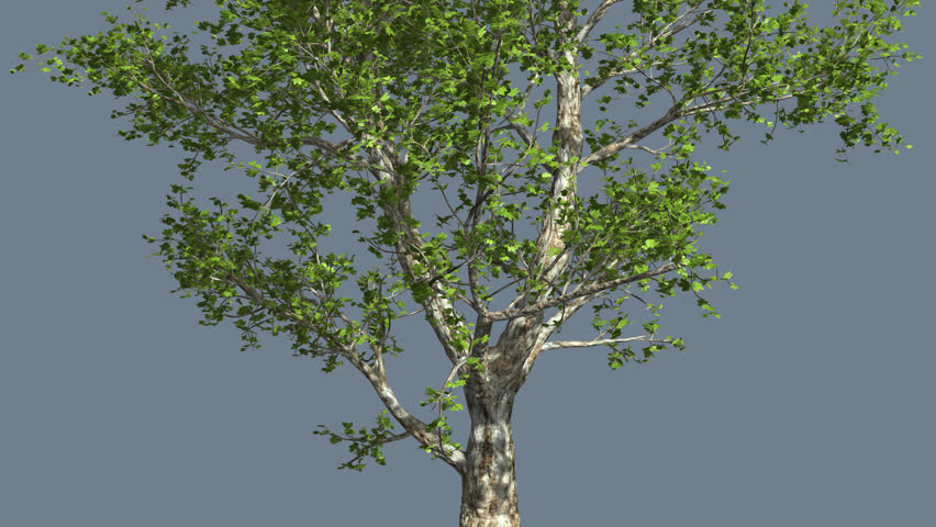 London Plane, Tree Cut of Stock Footage Video (100% Royalty-free ...