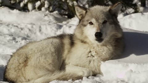 Grey Wolf Laying Snow Yawns Looks Stock Footage Video (100% Royalty ...