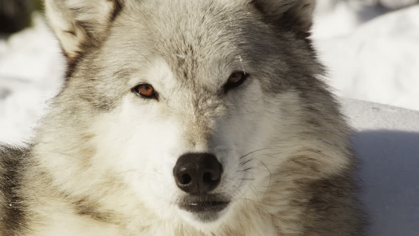 Scratch wolf Stock Video Footage - 4K and HD Video Clips | Shutterstock