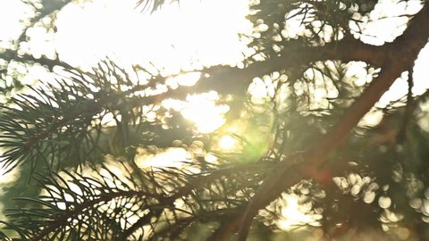 Sunlight Lens Flare Fir Tree Stock Footage Video (100% Royalty-free ...