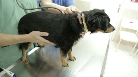 Checking Dogs Heart Pulse Clinic Stock Footage Video (100% Royalty-free ...