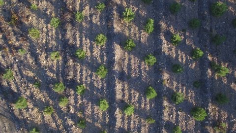 Top View Pine Tree Plantation Small Stock Footage Video (100% Royalty ...