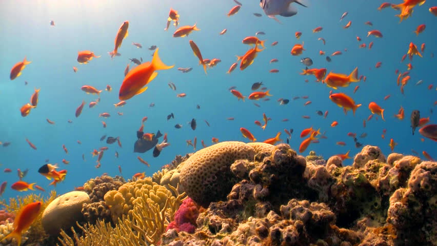 red fish coral reef sea Stock Footage Video (100% Royalty-free) 1264669 ...