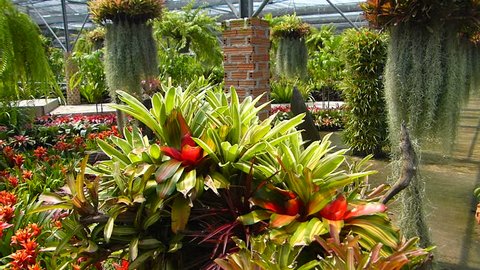 Lush Tropical Garden Assorted Colorful Flowers Stock Photo 294570080 ...