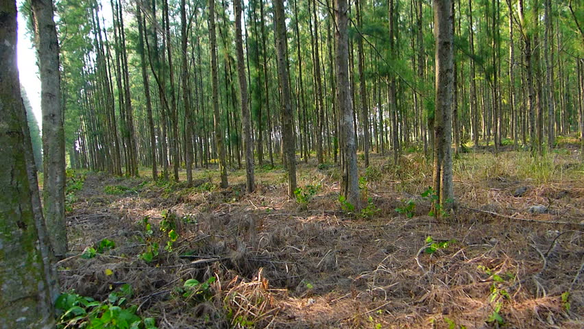 many pine trees cash crop Stock Footage Video (100% Royalty-free ...