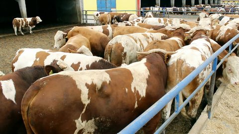 Cattle Farm Mating Season Stock Footage Video (100% Royalty-free ...