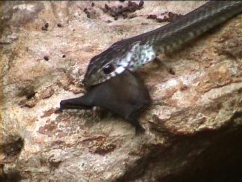 Asiatic Rat Snake Eating Bat Thailand Stock Footage Video (100% Royalty ...