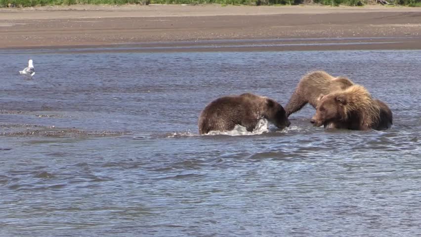 grizzly bear sow teaches cub fight Stock Footage Video (100% Royalty ...