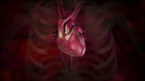 zoom heart beating inside rib cage Stock Footage Video (100% Royalty ...