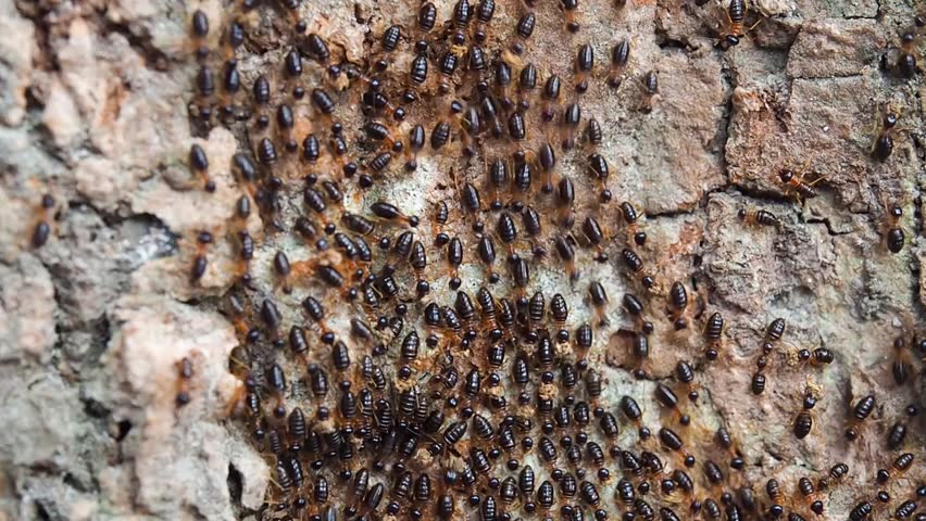 group termite walking on bark tree Stock Footage Video (100% Royalty ...