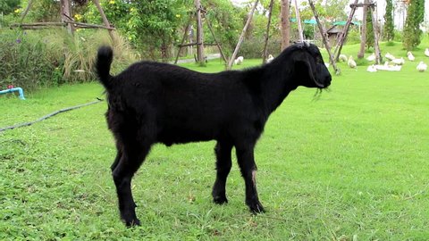 Goats Scientific Name Capra Aegagrus Hircus Stock Footage Video (100% ...