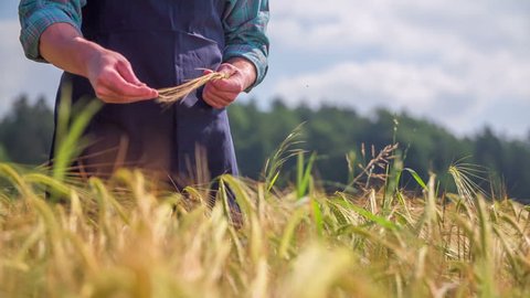 Farmer Hand Man Farmer Working Field Stock Footage Video (100% Royalty ...