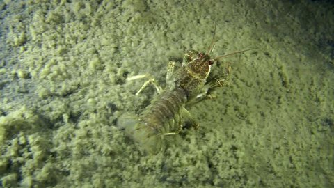 European Crayfish Crawling On Muddy Bottom Stock Footage Video (100% ...