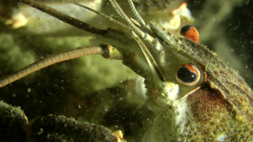 eyes european crayfish extreme close-up side Stock Footage Video (100% ...