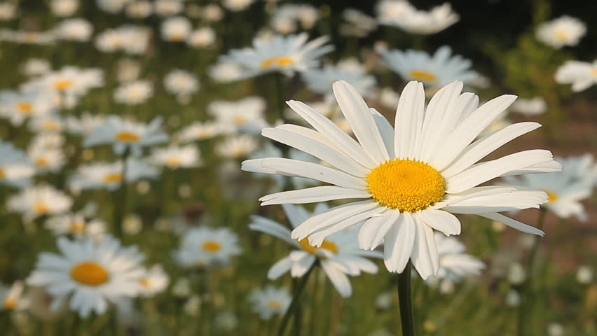 daisy wind Stock Footage Video (100% Royalty-free) 1272319 | Shutterstock