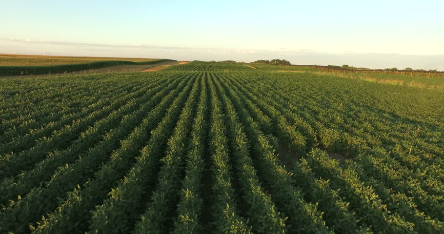 Soybean Field Top View Stock Video Footage - 4K and HD Video Clips ...