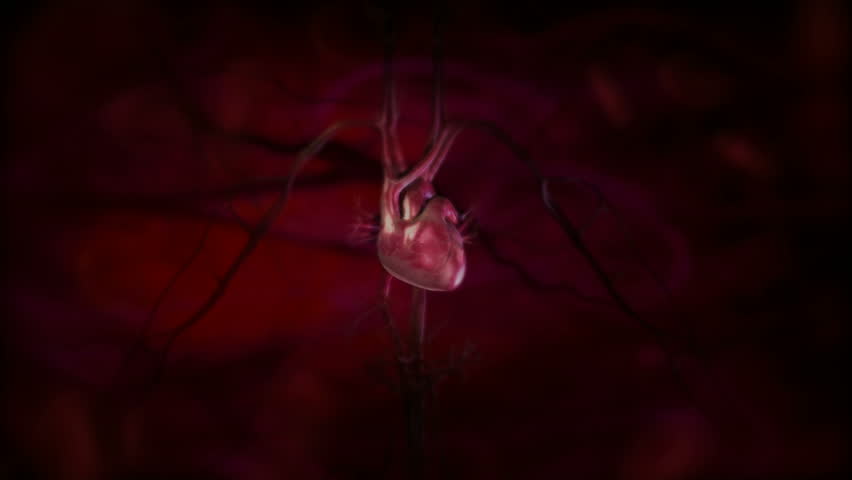 zoom heart beating inside rib cage Stock Footage Video (100% Royalty ...