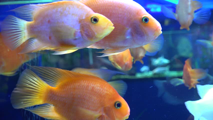 Cute Orange Fish in Aquarium. Stock Footage Video (100% Royalty-free ...