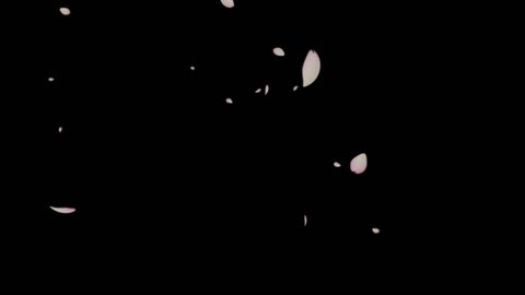 Cherry Blossom Sakura Petals Falling Stock Footage Video (100% Royalty ...