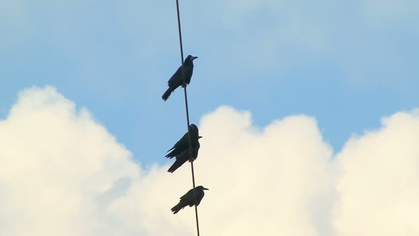 crows on wire Stock Footage Video (100% Royalty-free) 1275976 ...