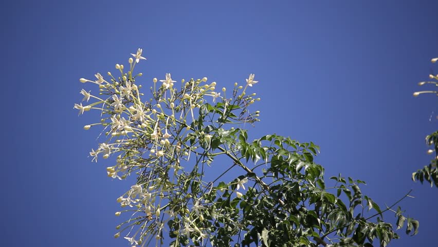 indian cork tree millingtonia hortensis linn Stock Footage Video (100% ...