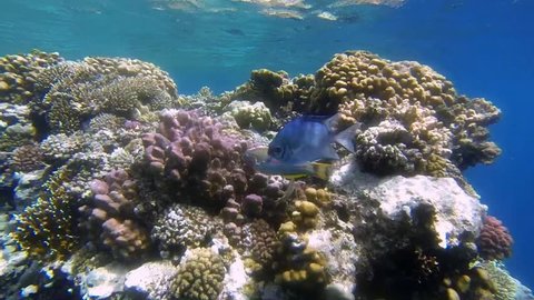 Beautiful Colorful Rich Coral Reefs Yabiji Stock Photo (Edit Now ...