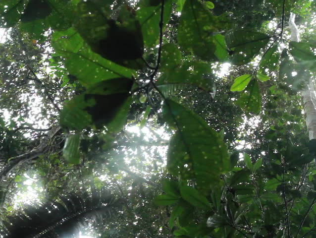 Raindrops Falling from the Rainforest Stock Footage Video (100% Royalty ...