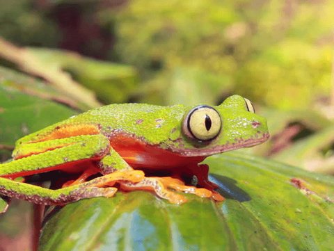 Redeyed Tree Frog Natural Habitat Caribbean Stock Footage Video (100% ...