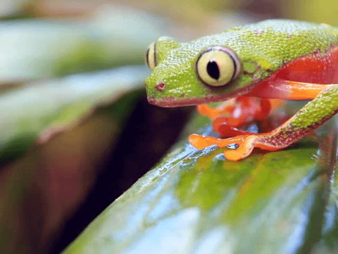 Redeyed Tree Frog Natural Habitat Caribbean Stock Footage Video (100% ...